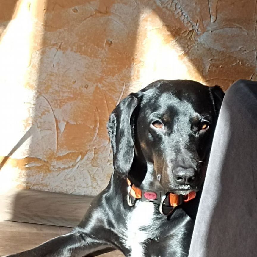 Шикарный мини курцхаар ищет невесту