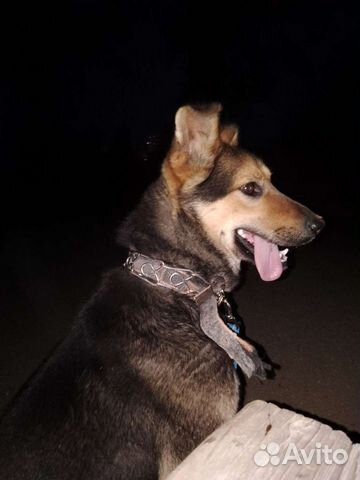 Пёс Арчи в добрые руки, можно на охрану территории