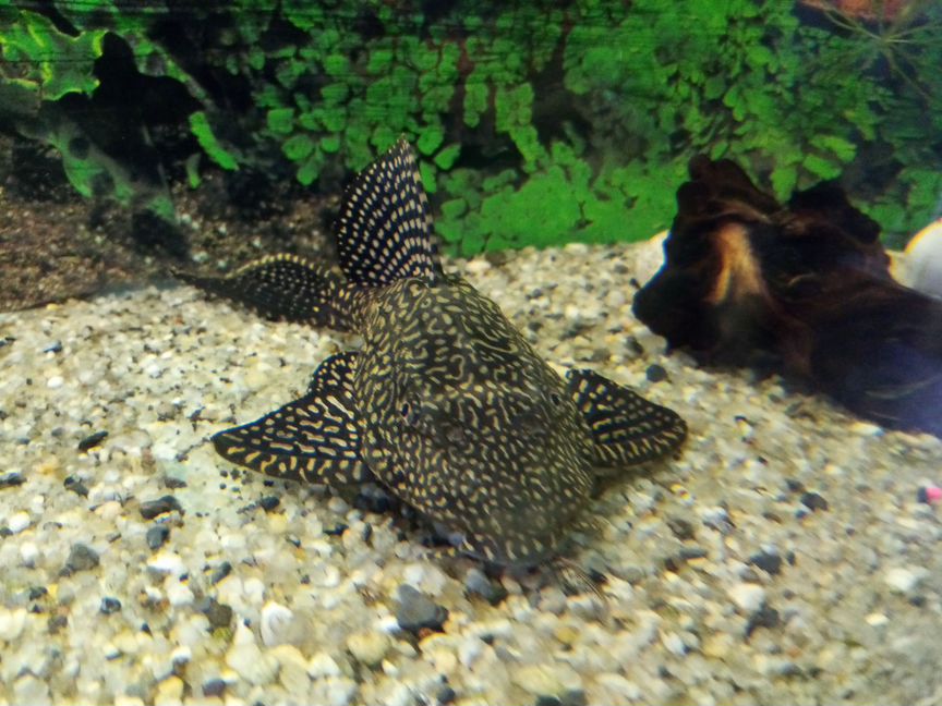 Птеригоплихт, аквариум 150л