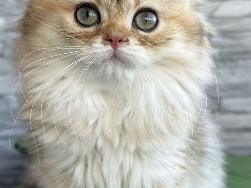 Британка длинношерстная