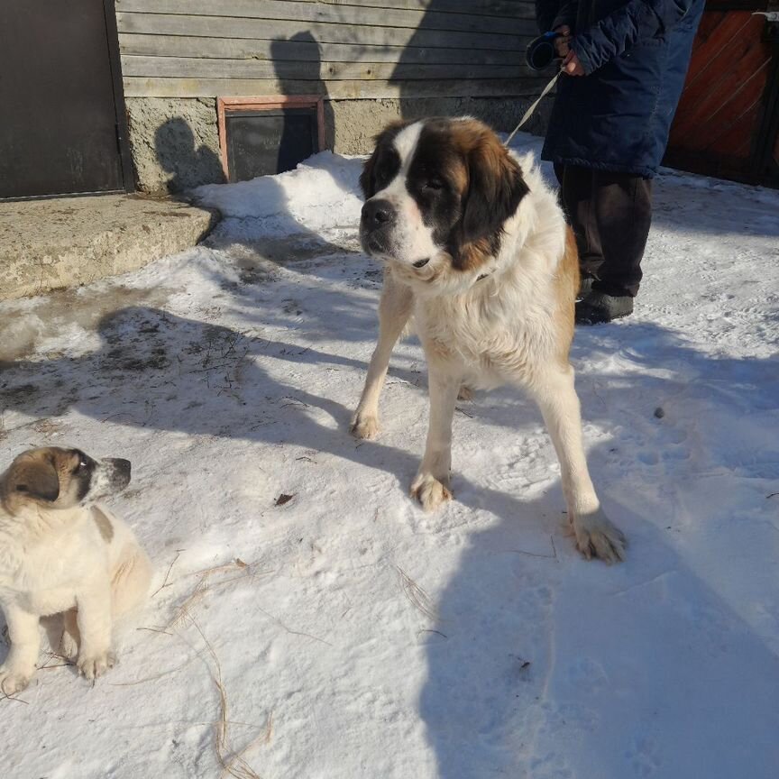 Отдаём щенка девочка 2 месяца