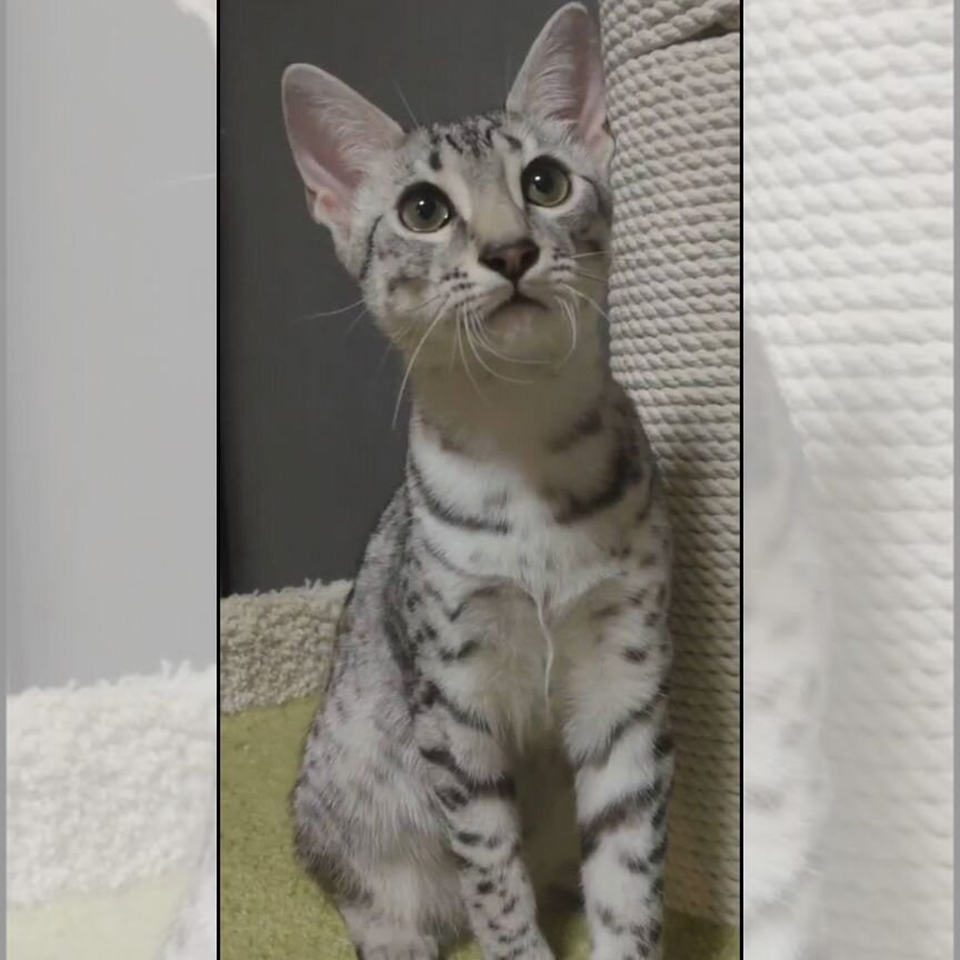 Египетская мау котёнок