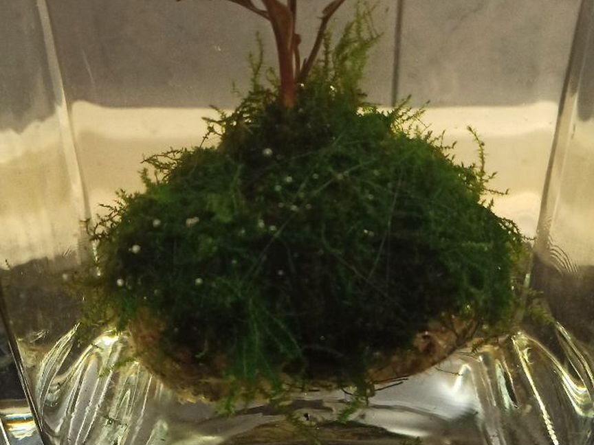 Криптокорина в вебикусе