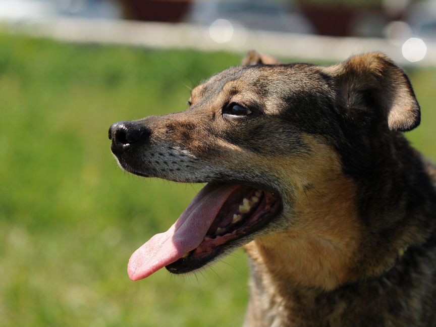 Друг из приюта