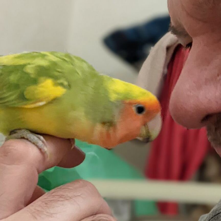 Попугай неразлучник от ручных родителей