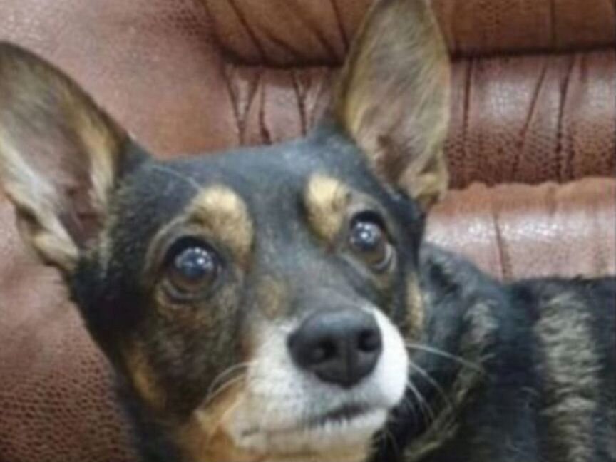 Потерялась собака