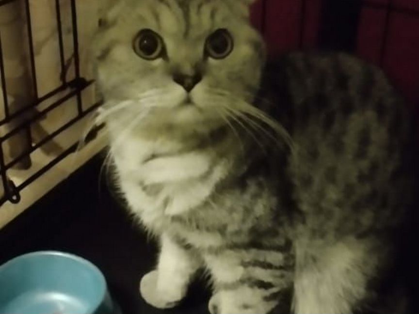 Кот Сэм