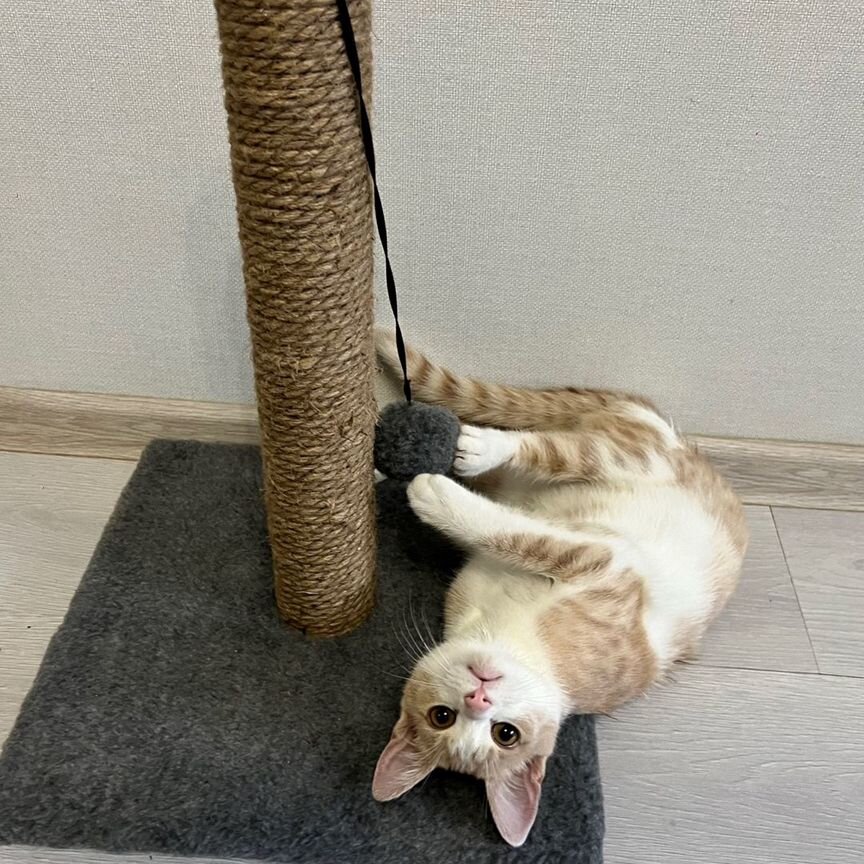 Молодая кошечка(котенок)