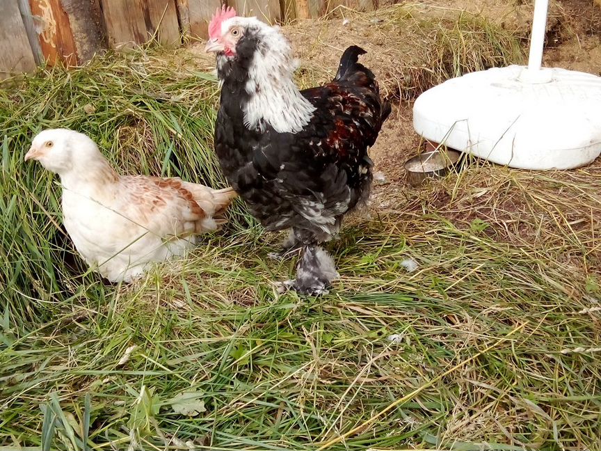 Петух фавероль на племя