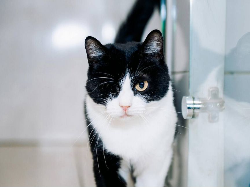 Добрый кот ищет дом