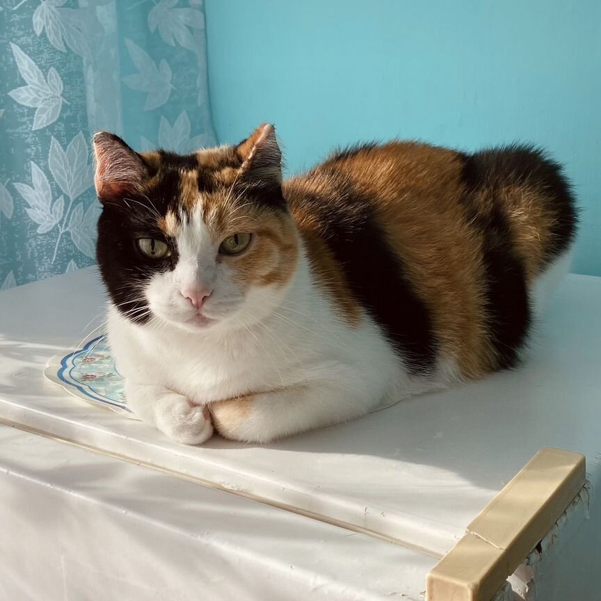 Трехцветная кошка