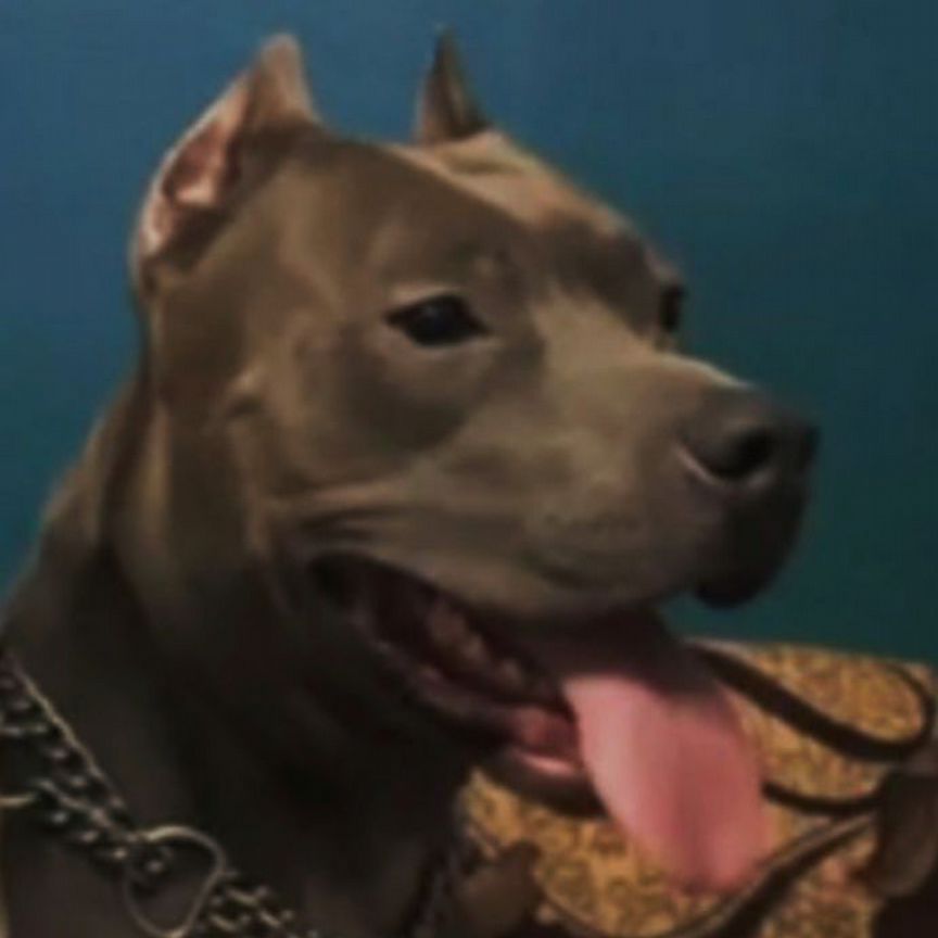 Американский питбультерьер, взрослый пёс