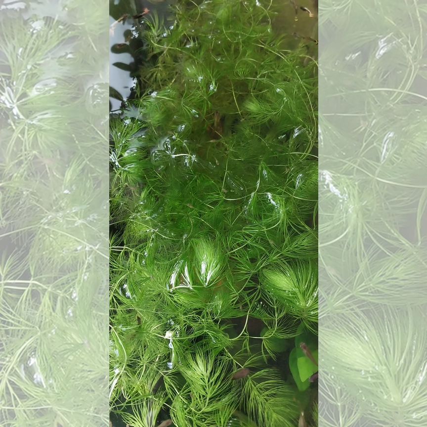 Роголистник в аквариум