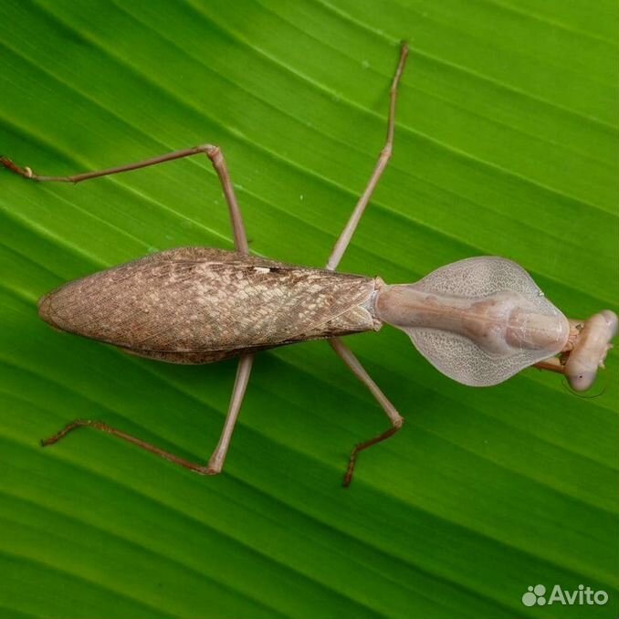 Богомолы Rhombodera Kirbyi