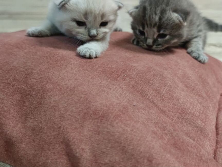 Шотландские котята