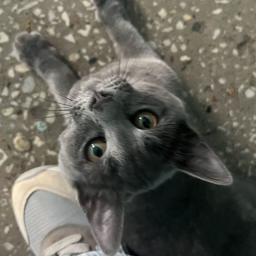 Кошка