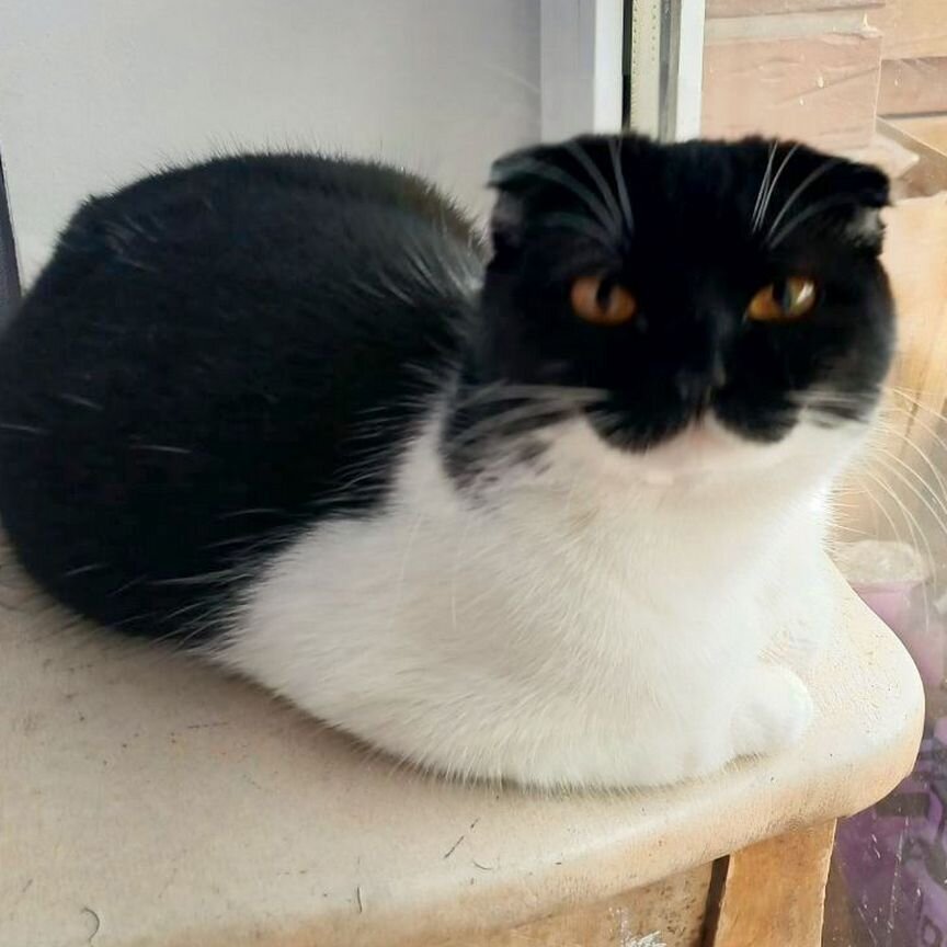 Кошка британка на вязку