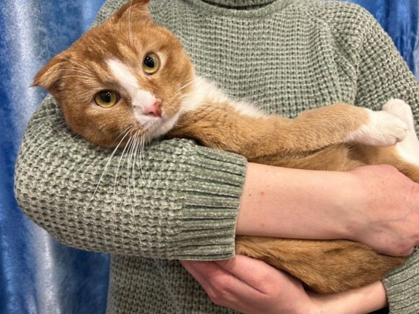 Кот-мечта