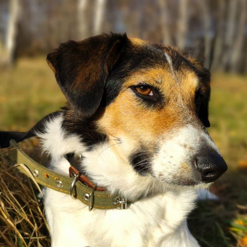 Джун из приюта в добрые руки