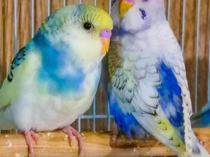 Птенцы волнистый попугай малыши