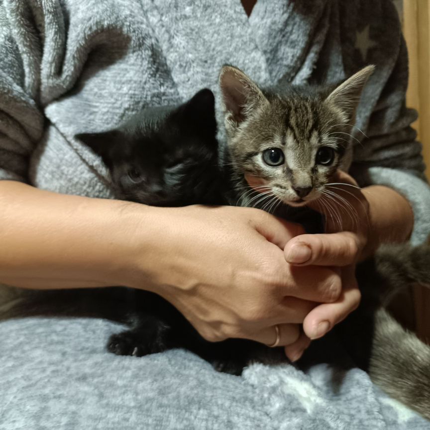 Котята в добрые руки бесплатно