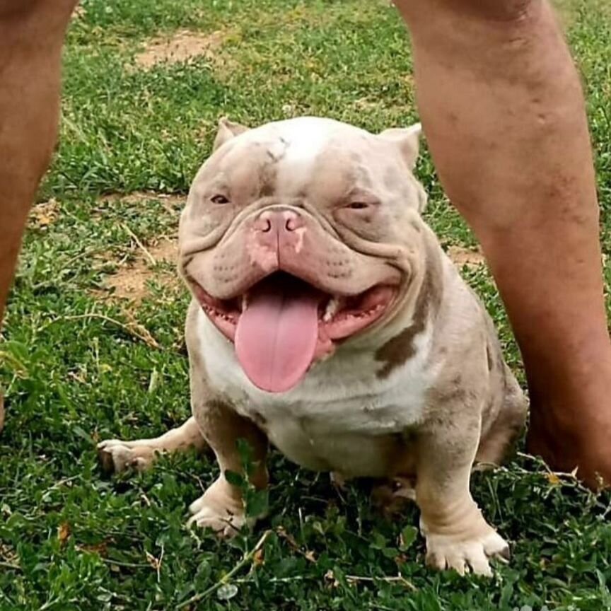 Американский булли вязка