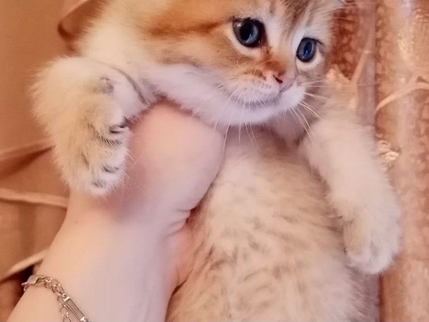 Шотландские яркие золотые котята
