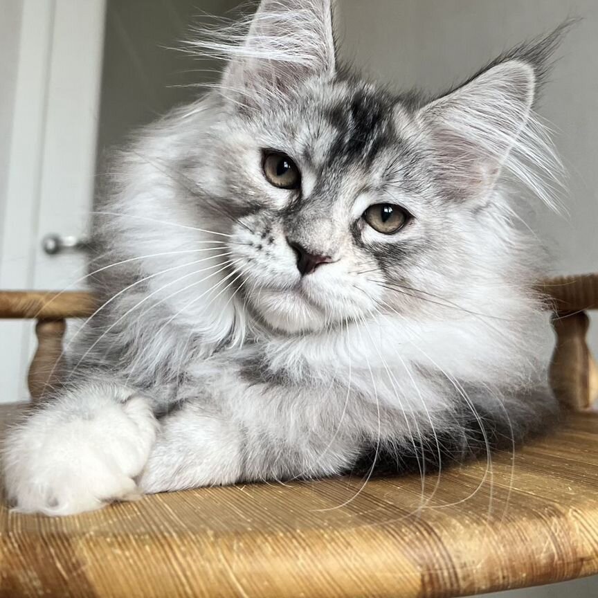 Мейн-кун котёнок