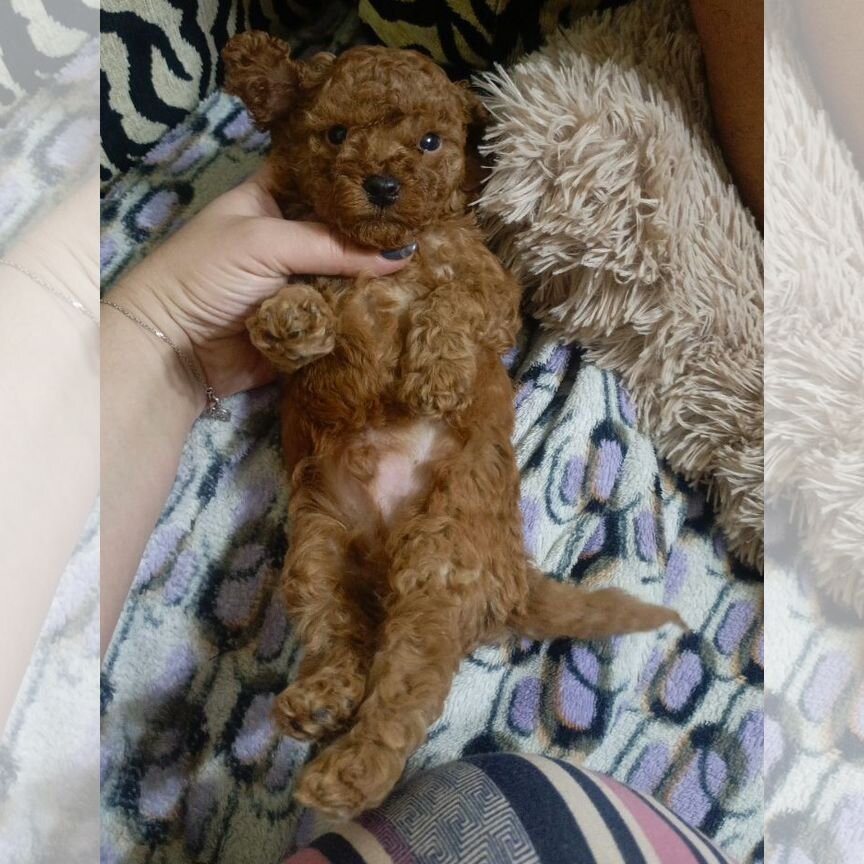 Той-пудель, щенок