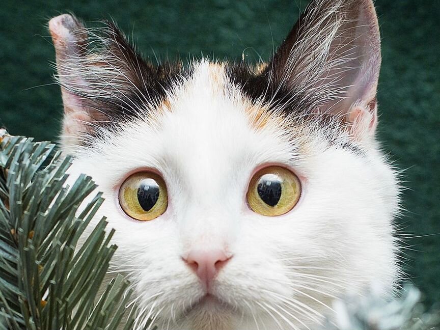 Пушистая плюшка в поисках семьи