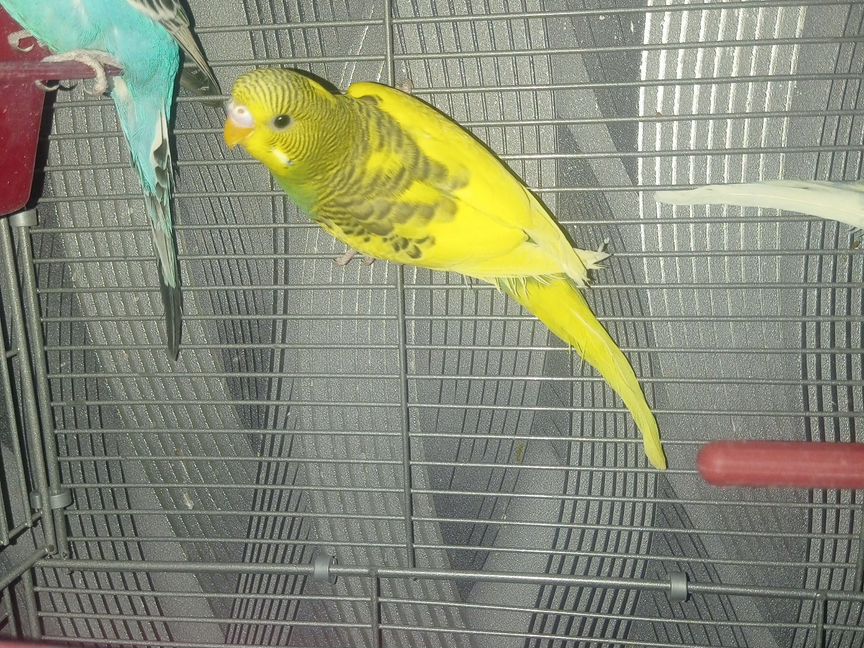 Волнистый попугай