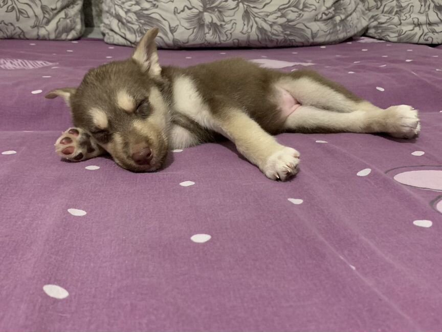 Отдам в добрые руки, щенок смесь хаски и дворняги