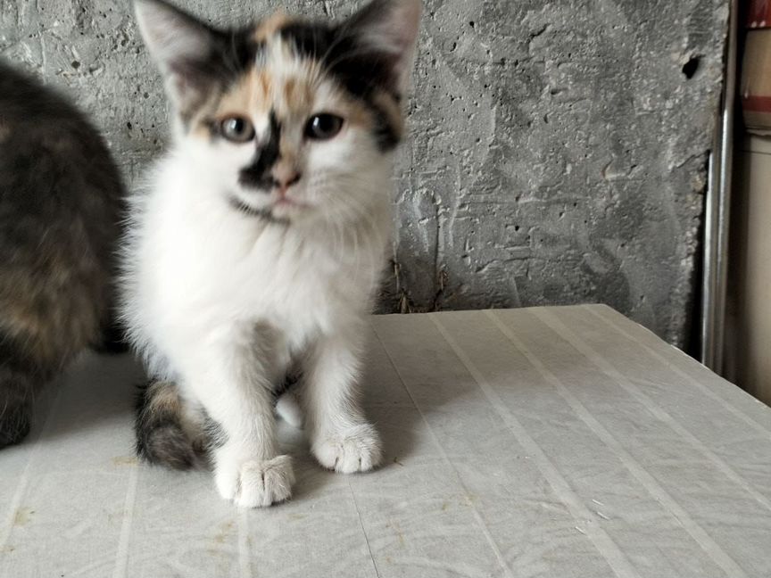 Котят выкинут на улицу