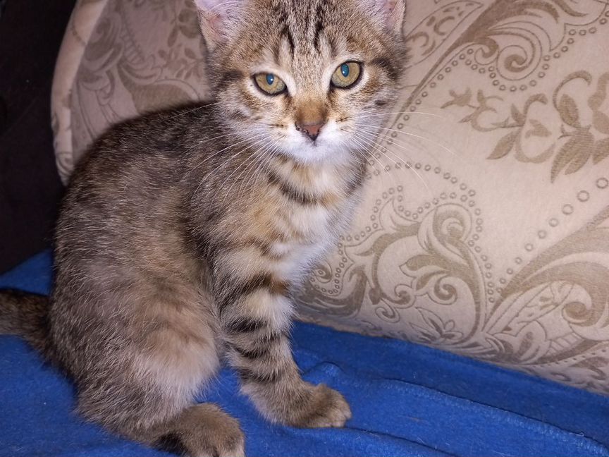 Кошки в добрые руки бесплатно