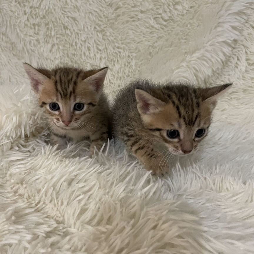 Полубенгальские котята