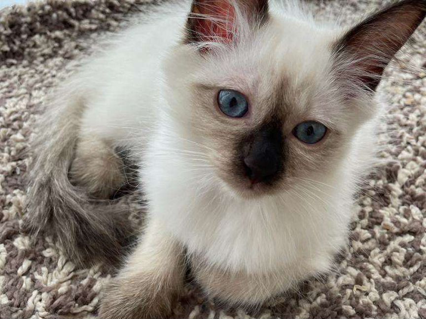 Котёнок священная бирма