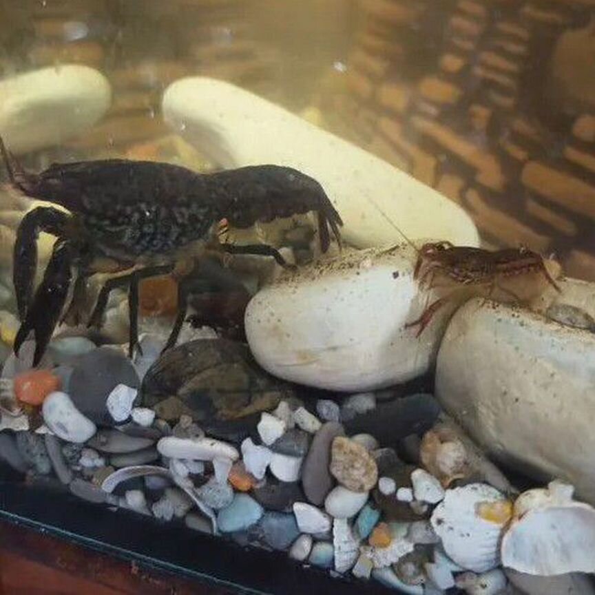 Аквариумные мраморные раки