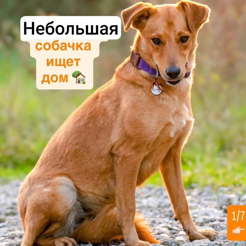 Взрослая собака в добрые руки