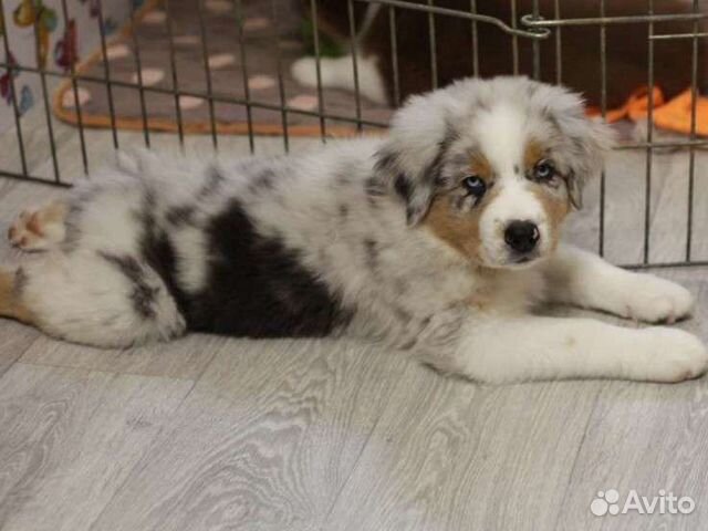 Кобель, австралийская овчарка, аусси