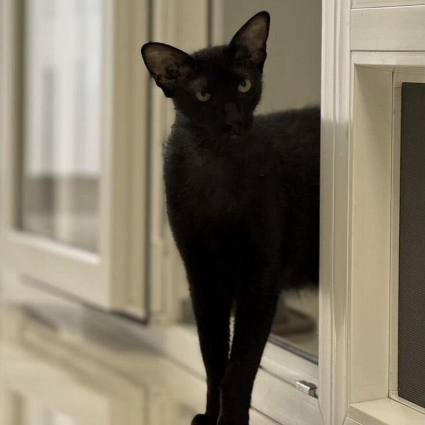 Петерболд, взрослый кот