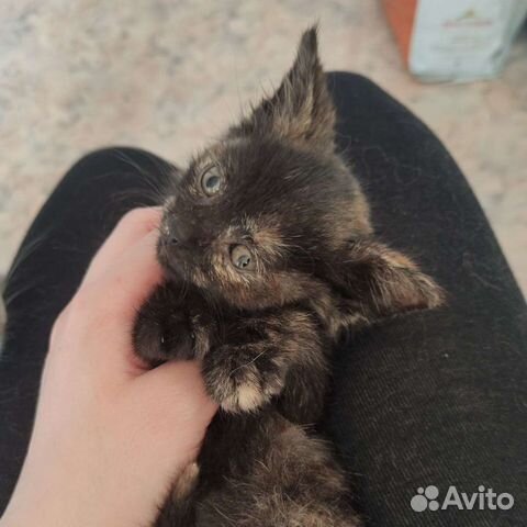 Лакрица в добрые руки