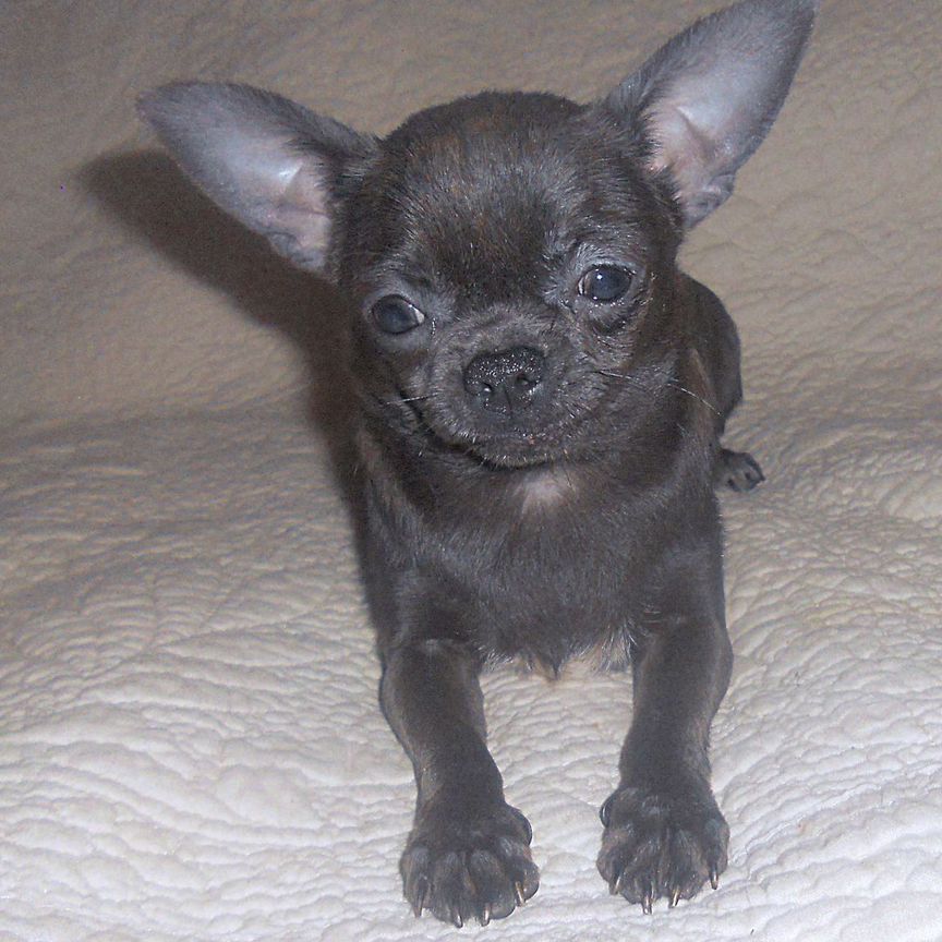 Чихуахуа, щенок