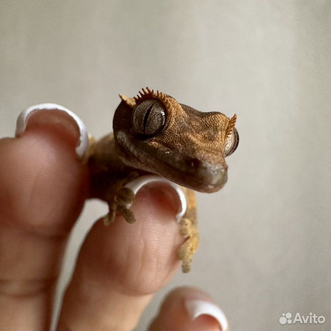 Малыши Рестнитчатого бананоеда