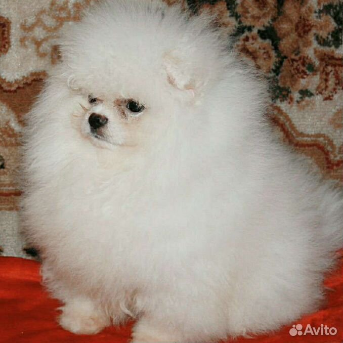 Мальчик Пом шпиц,медвежонок