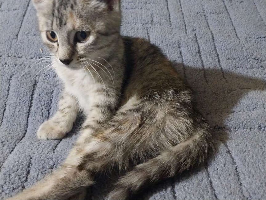 Кошка в дар