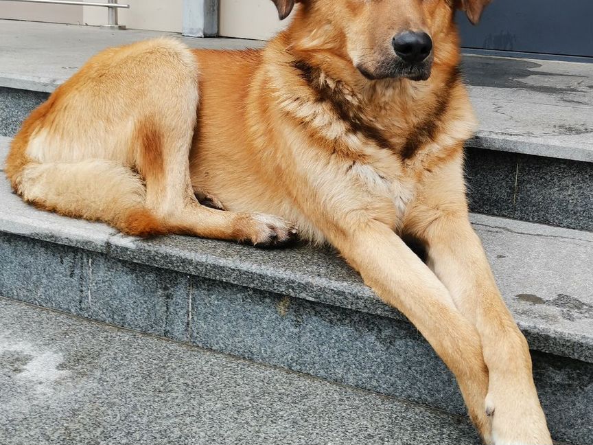 Собака в добрые руки