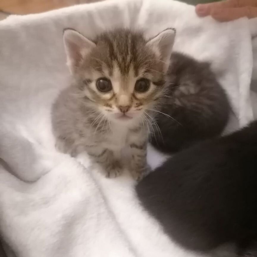 Котята в добрые руки бесплатно
