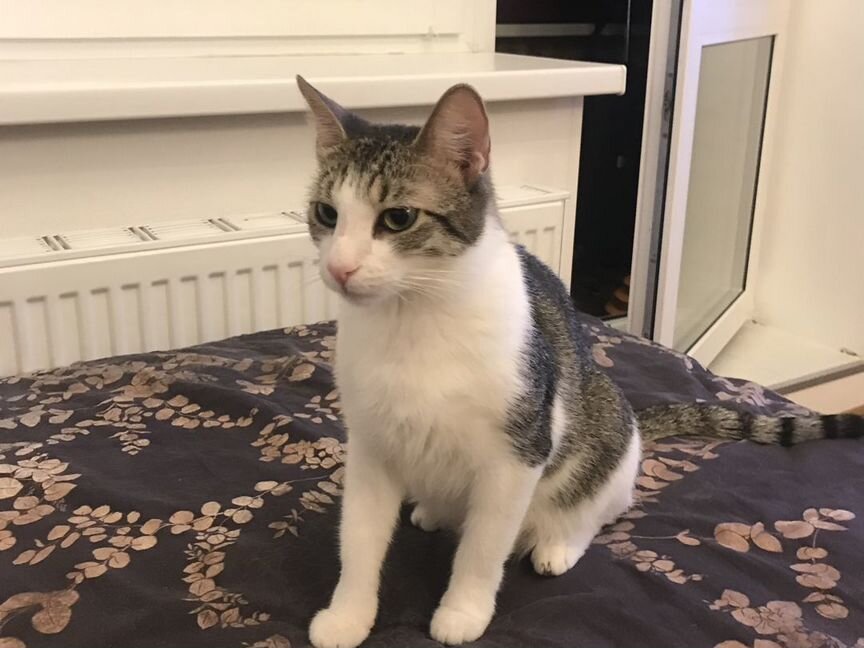 Котик ищет дом