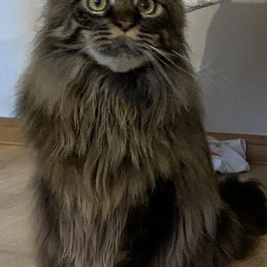 Котенок мейн кун мальчик чистокровный