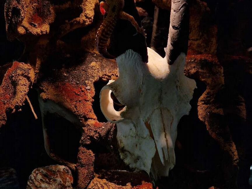 Террариум для эублефара